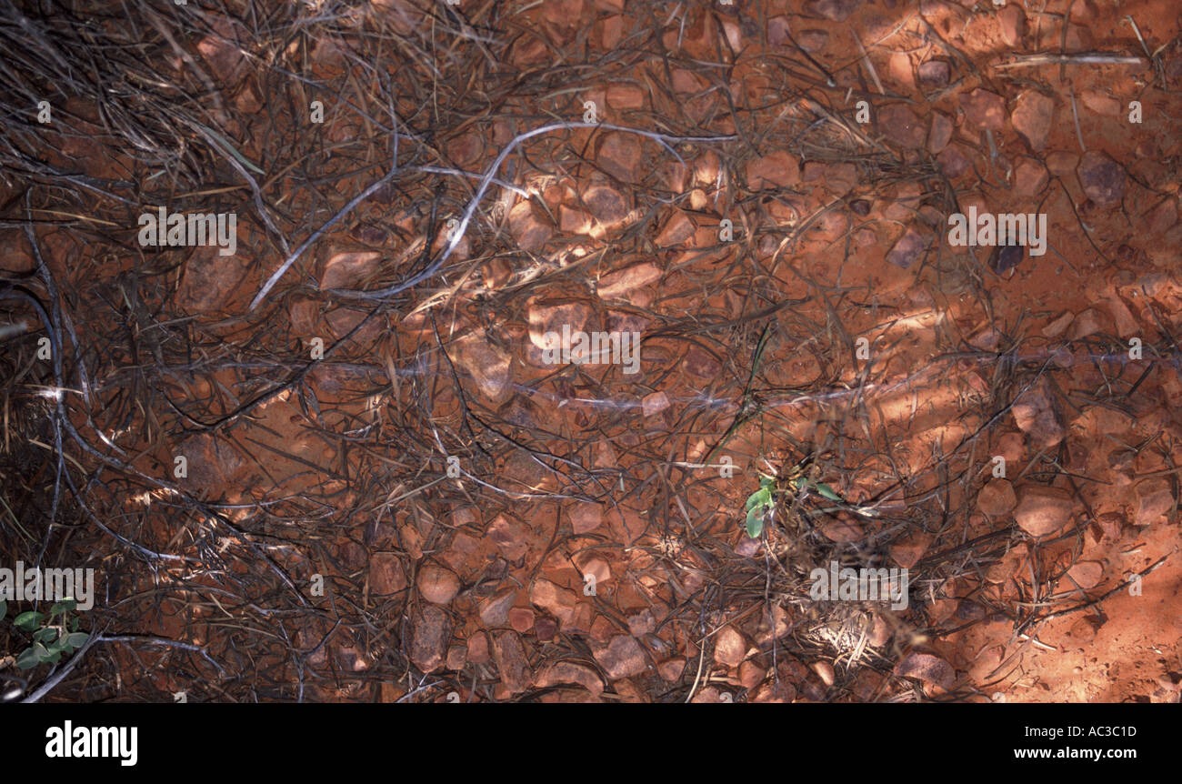 Caterpillar line hi-res stock photography and images - Alamy