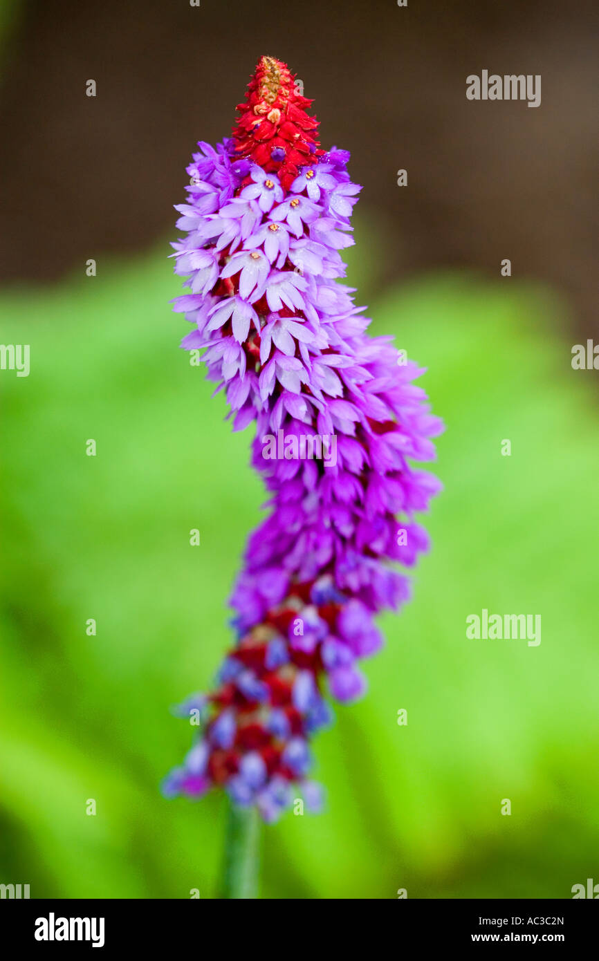 A Primula Vialii Stock Photo - Alamy