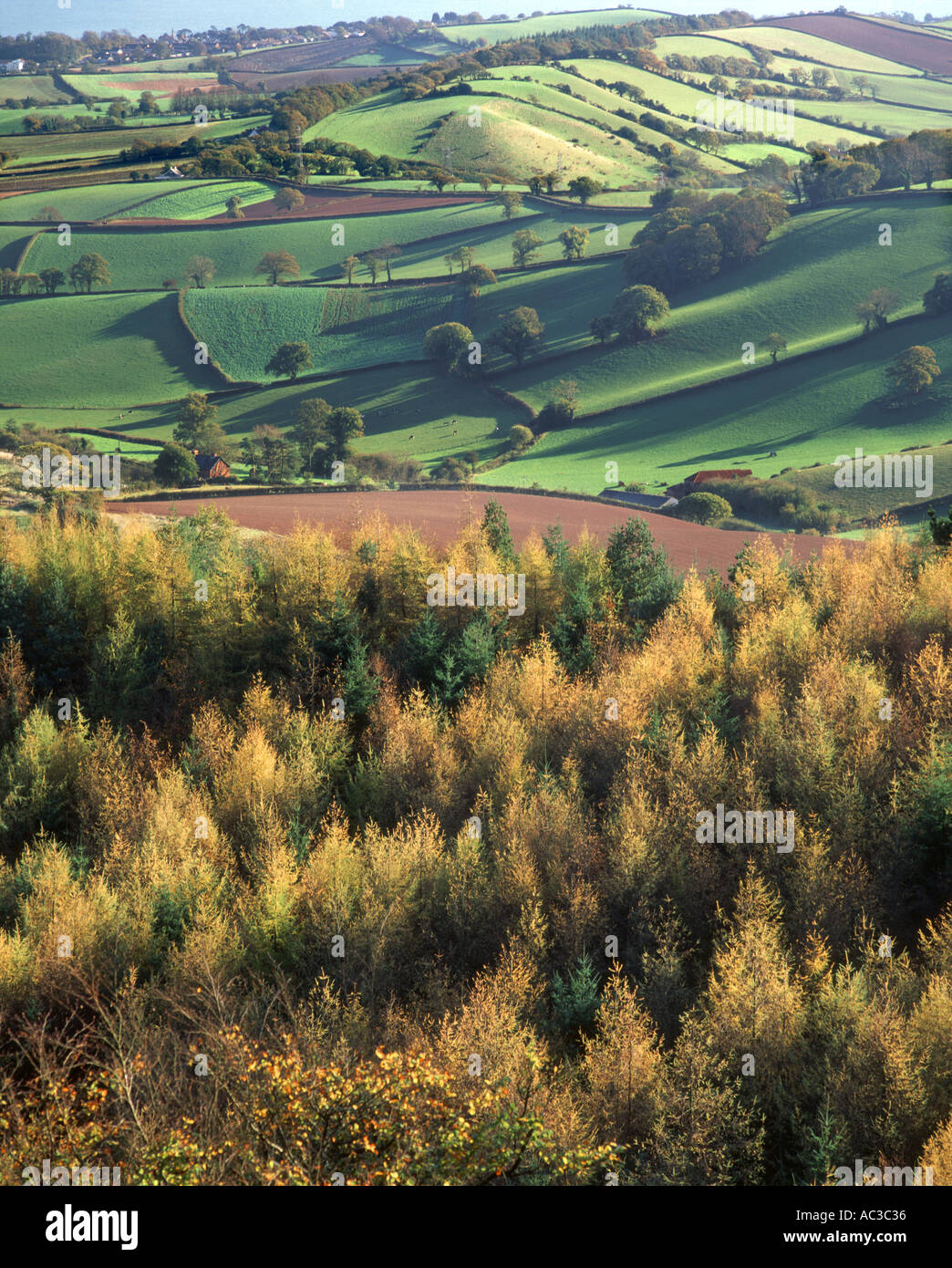 Rolling farmland seen behind a mixed larch and spruce plantation in ...