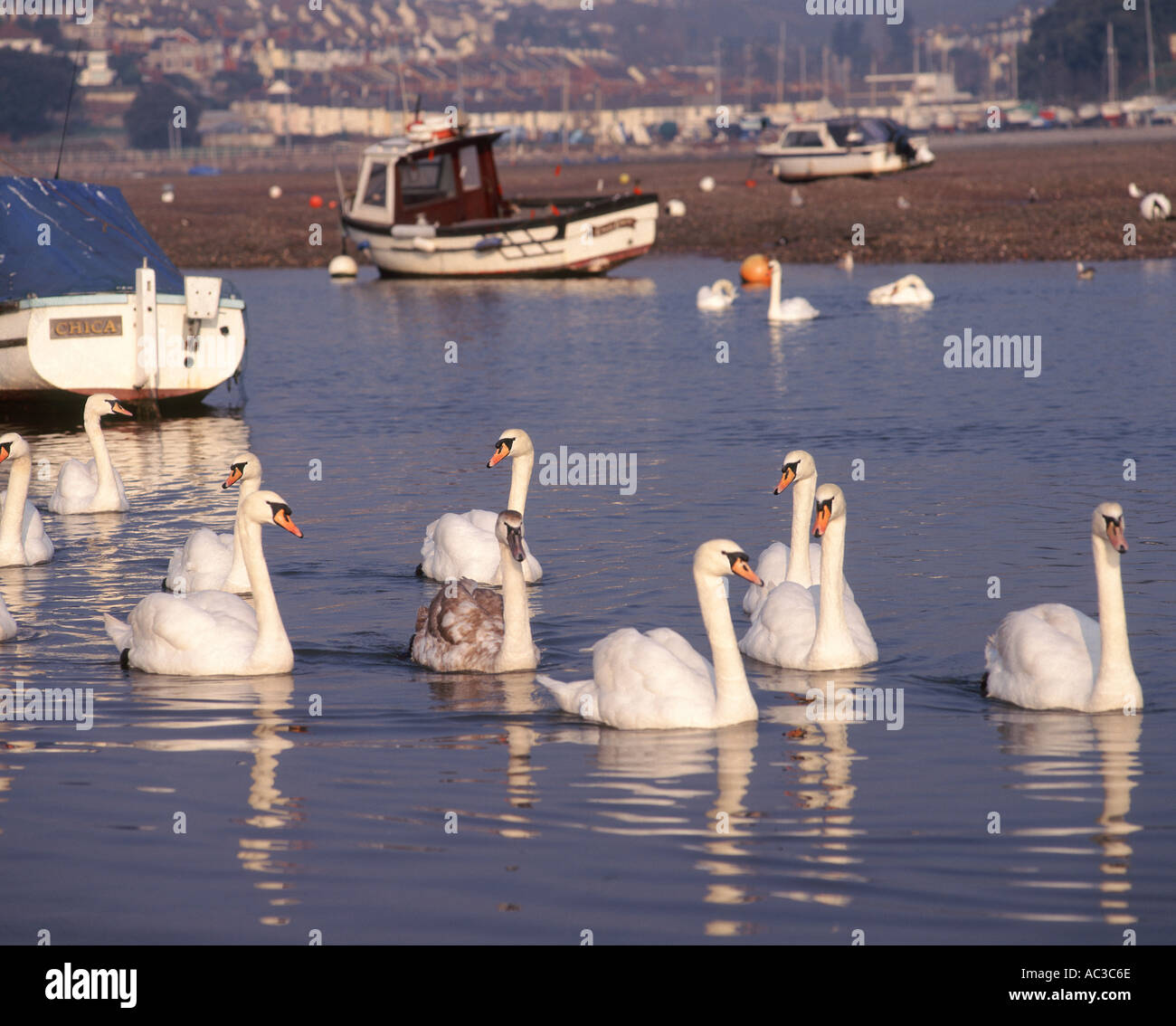 Swans in Shaldon harbour in the mouth of the River Teign Devon Great ...