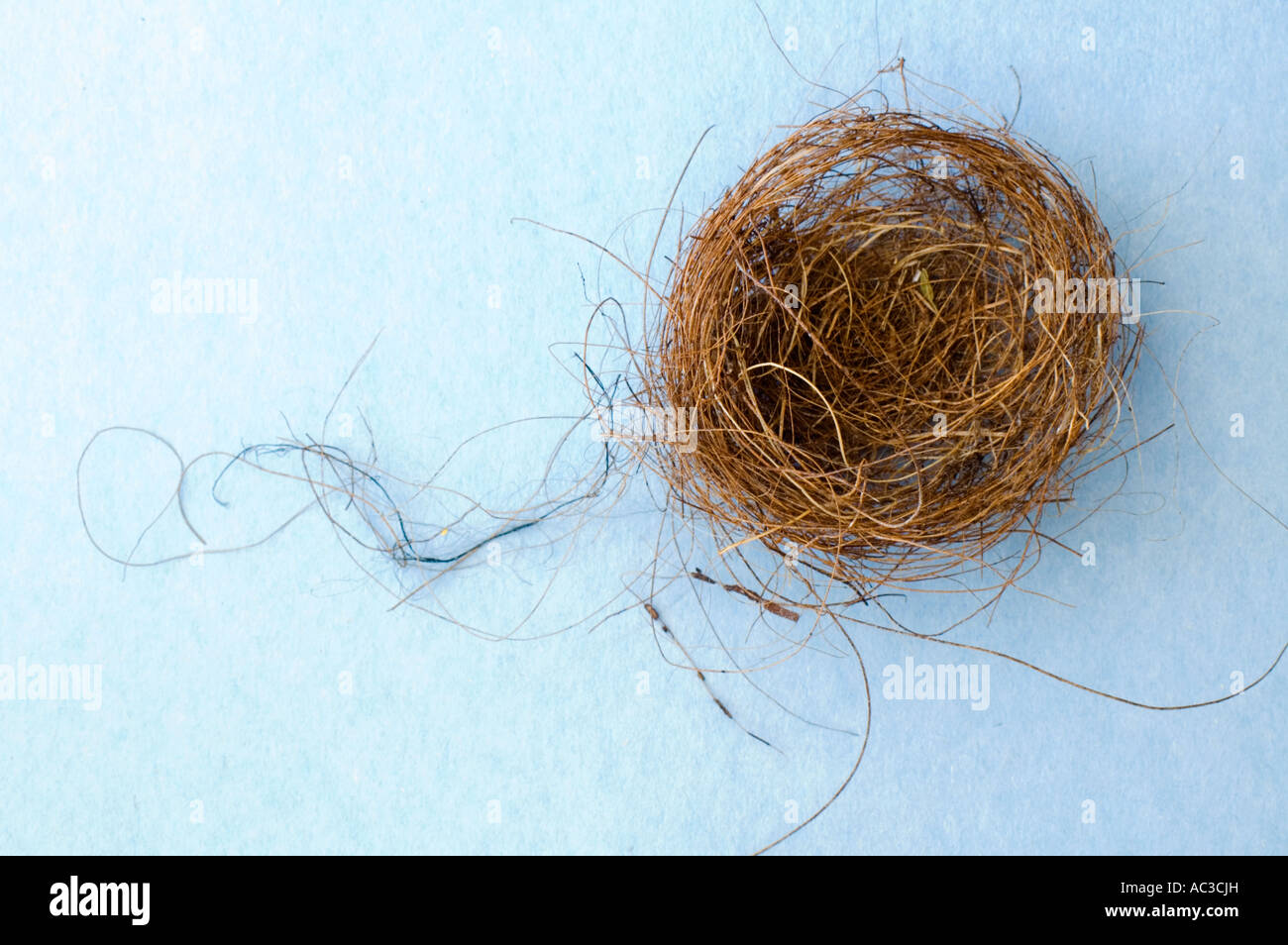 July 22 2007 Robin s nest which had fallen from a Globe Locust tree on ...