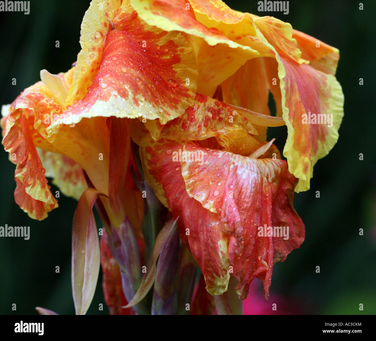 Orange yellow canna lily hi-res stock photography and images - Alamy