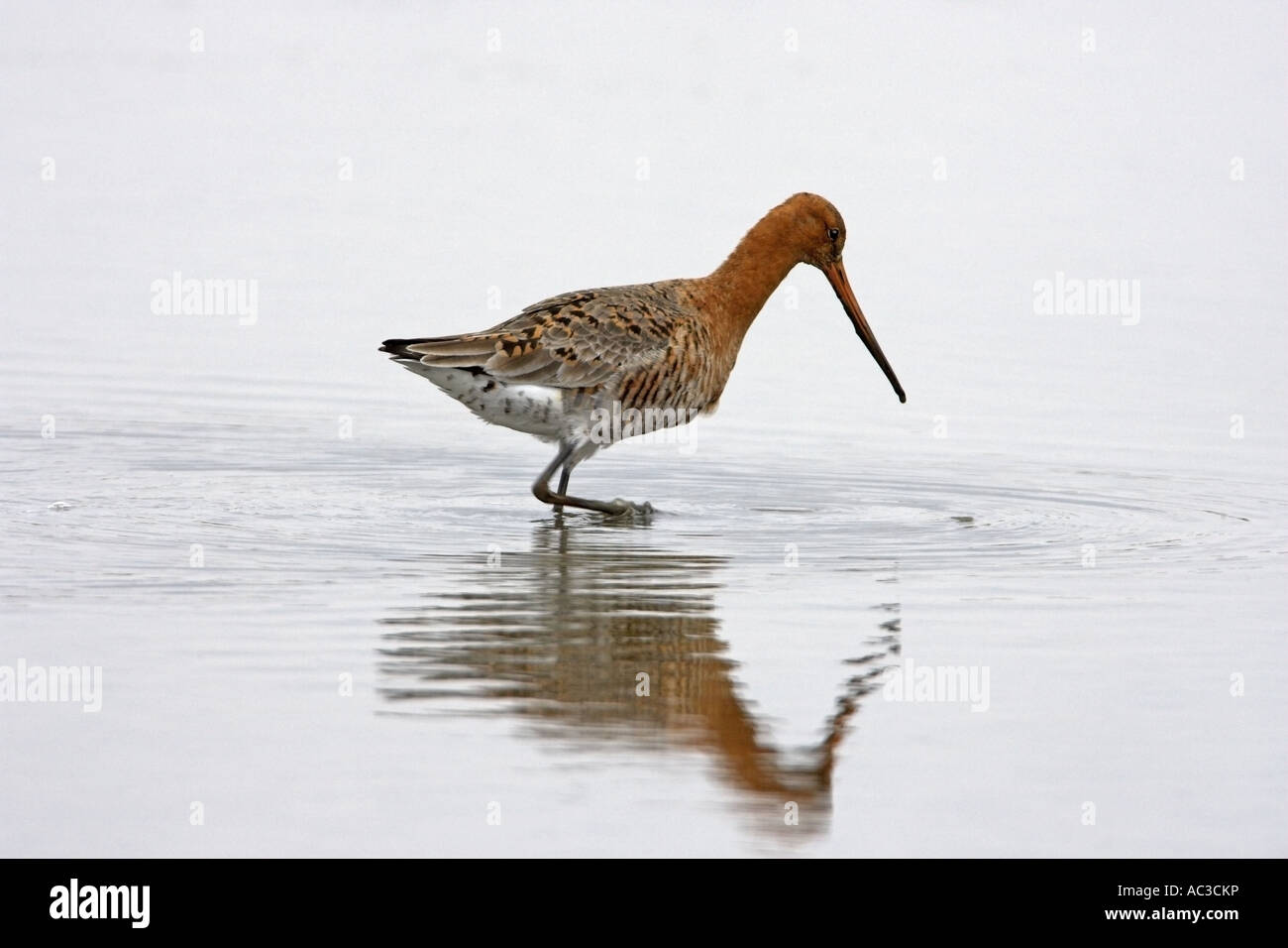 Black-tailed Godwit Limosa limosa adult in breeding plumage in shallow ...