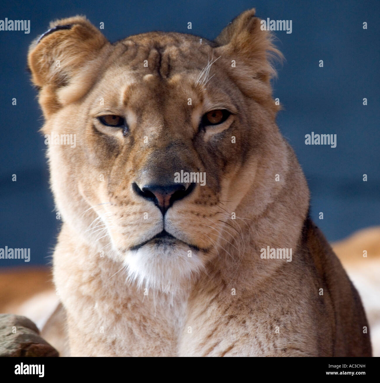 Rare lioness hi-res stock photography and images - Alamy