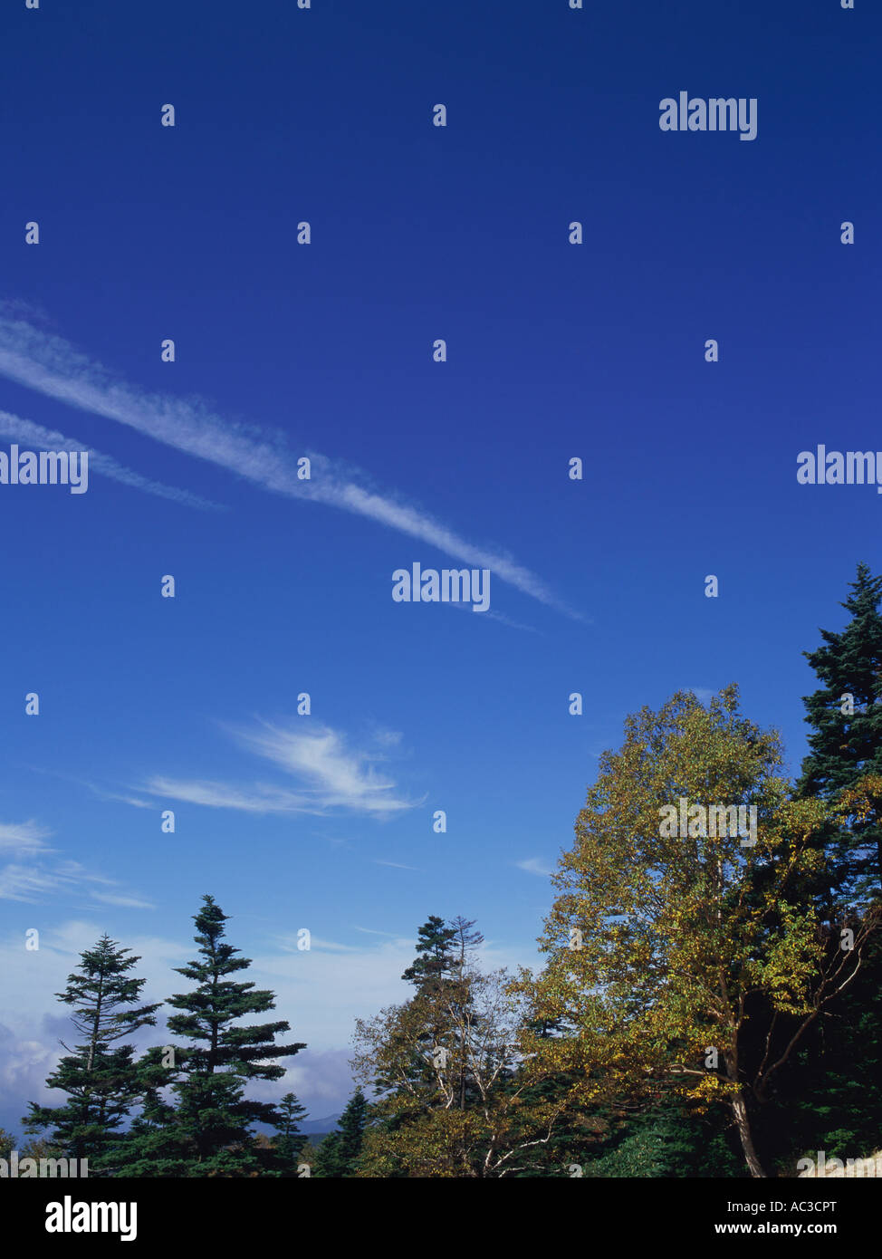 Silver birch trees Shiga Plateau Nagano Prefecture Japan Stock Photo ...