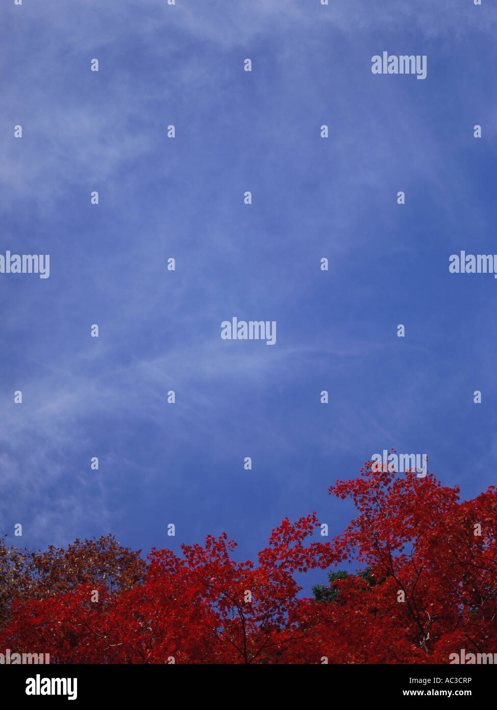 Maple tree Mt Takao Tokyo Japan Stock Photo - Alamy