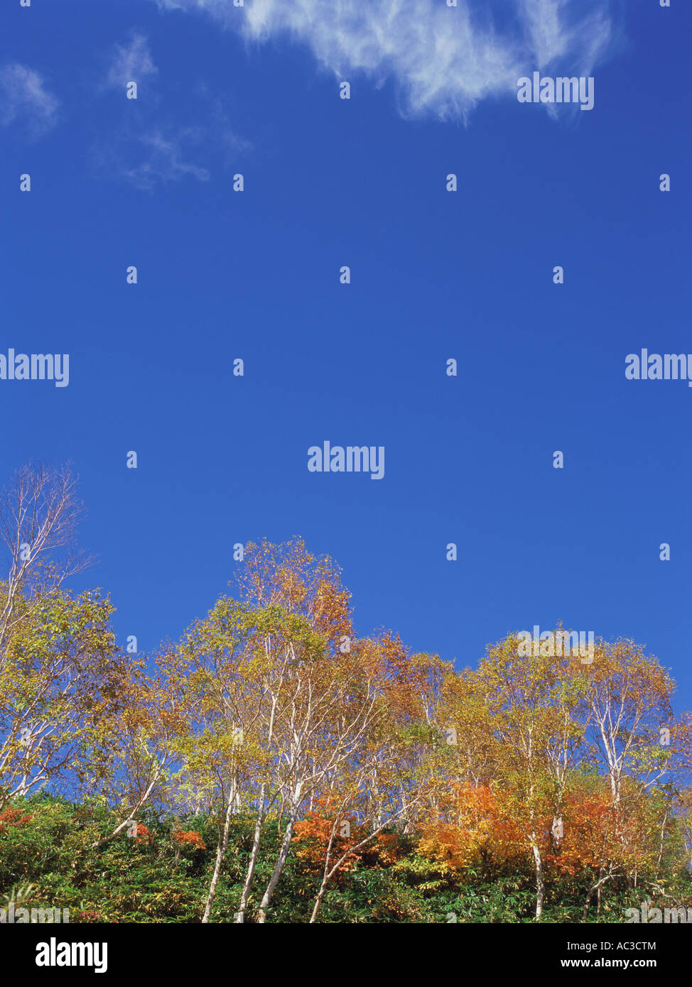 Silver birch and maple trees Shiga Plateau Nagano Prefecture Japan ...