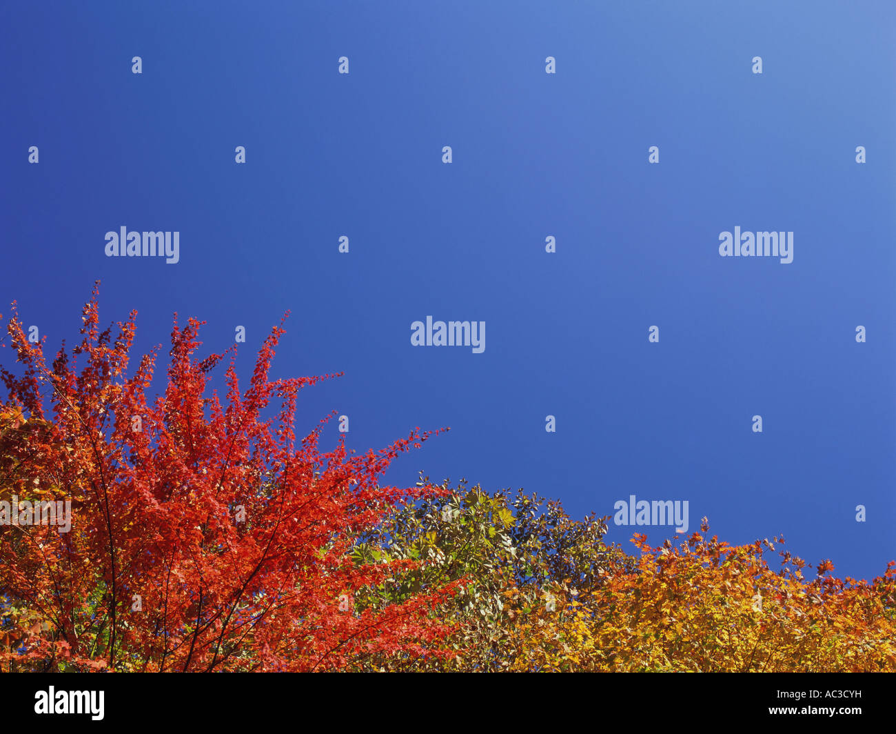 Silver birch and maple trees Shiga Plateau Nagano Prefecture Japan ...