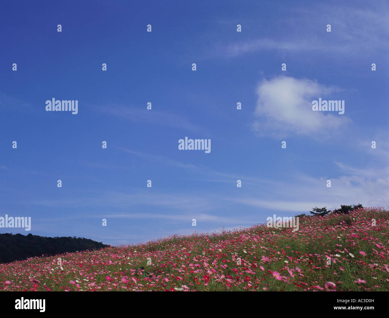 Cosmos flowers Saku Nagano Prefecture Japan Stock Photo - Alamy