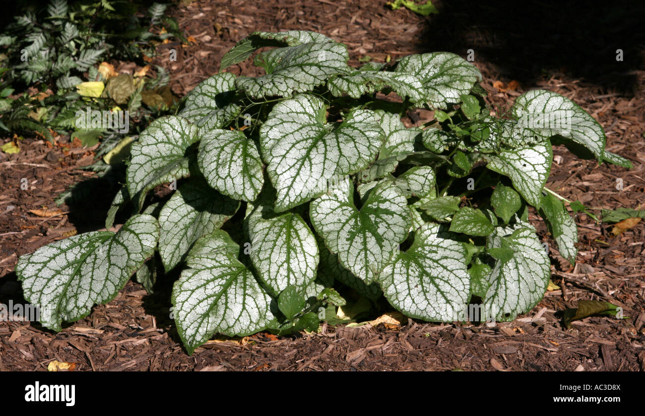 A Jack Frost Siberian Bugloss plant Stock Photo - Alamy