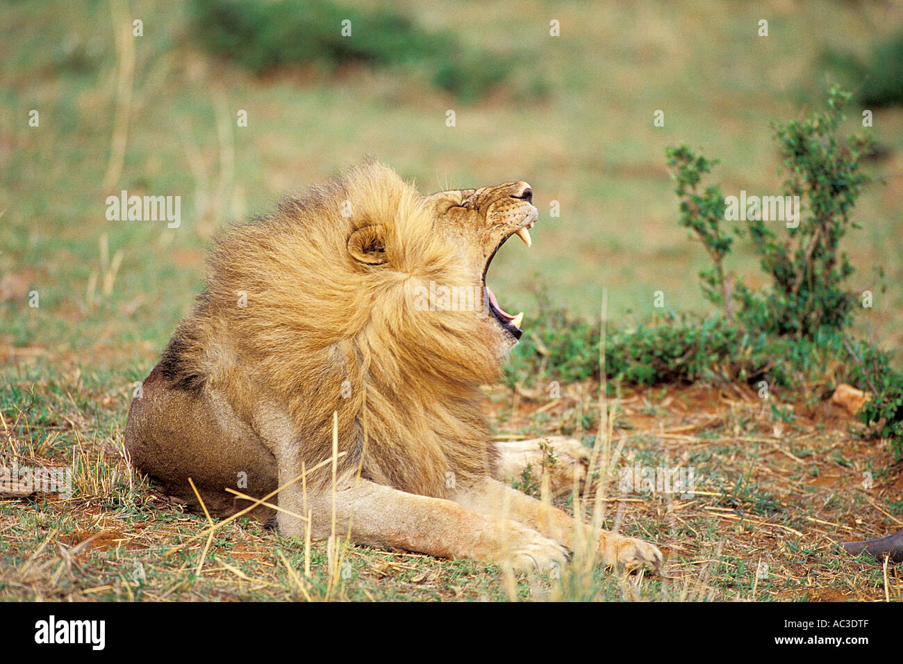 Lion Roaring Mane Stock Photos & Lion Roaring Mane Stock Images - Alamy