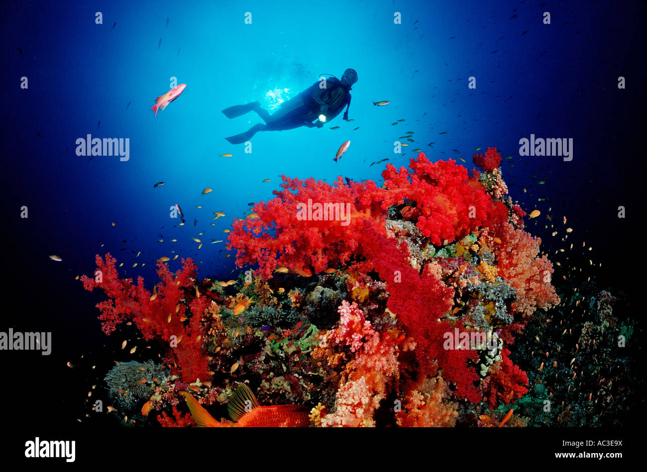 Scuba diver and Red soft corals Acropora divaricata Sudan Africa Red ...