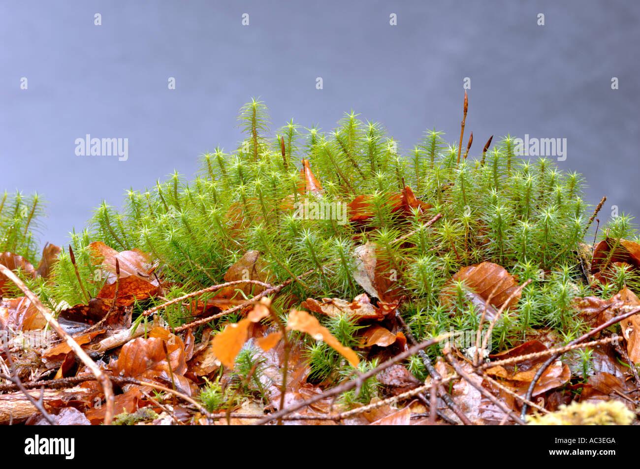 Leafy drizzle hi-res stock photography and images - Alamy