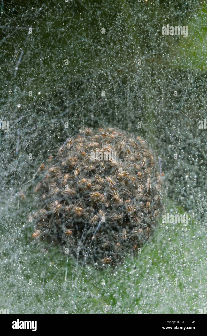 Baby Spiders in web, Mantadia National Park, MADAGASCAR Stock Photo - Alamy