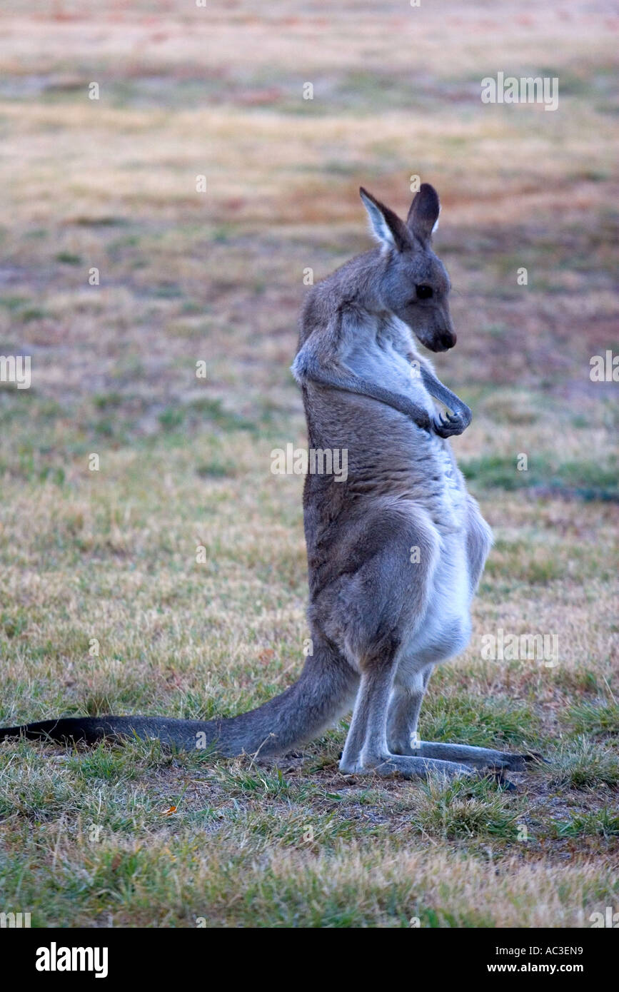 Wild Kangaroo, Canberra Stock Photo - Alamy