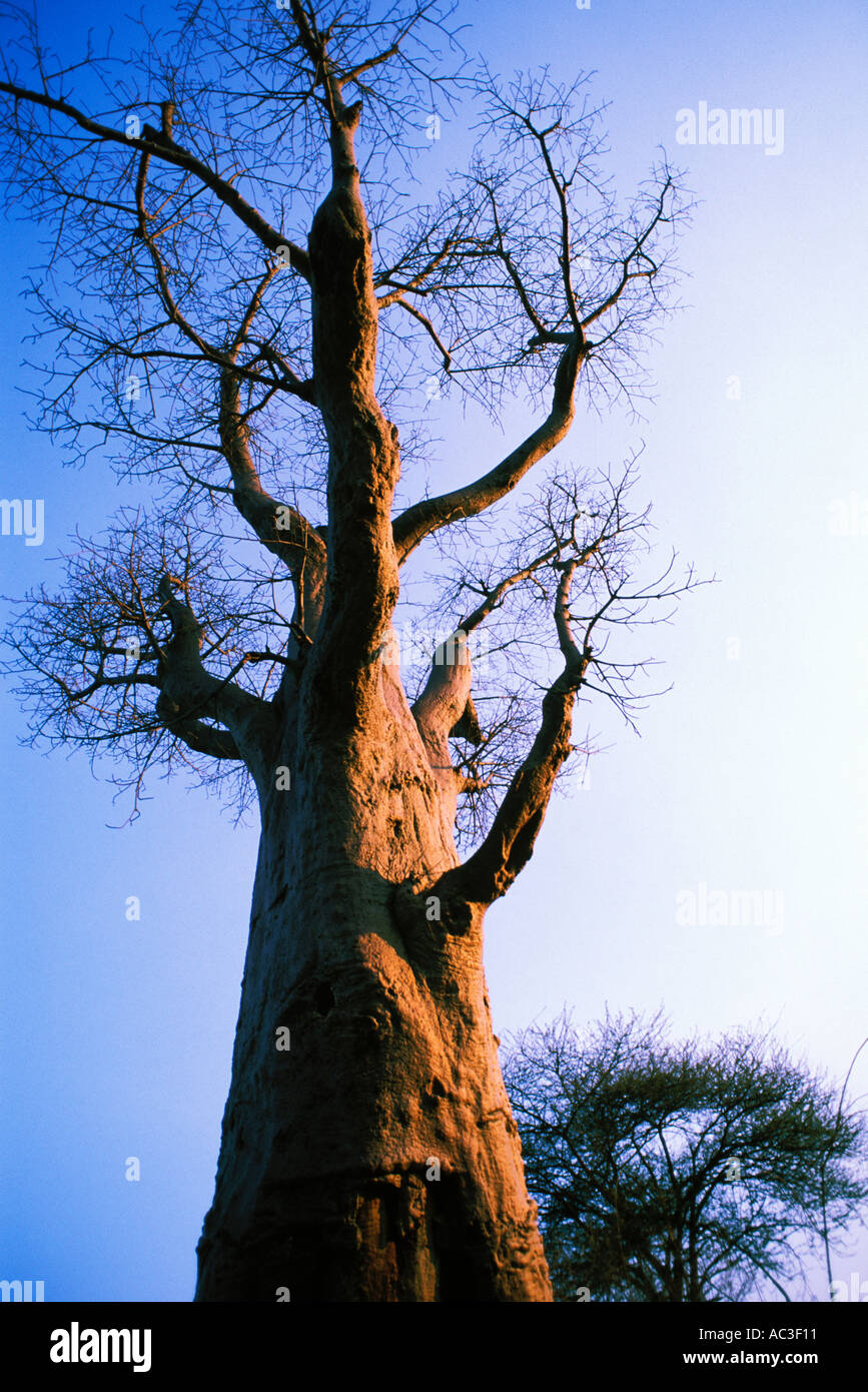 Zimbabwe, Zambezi National Park, Baobab tree Stock Photo - Alamy