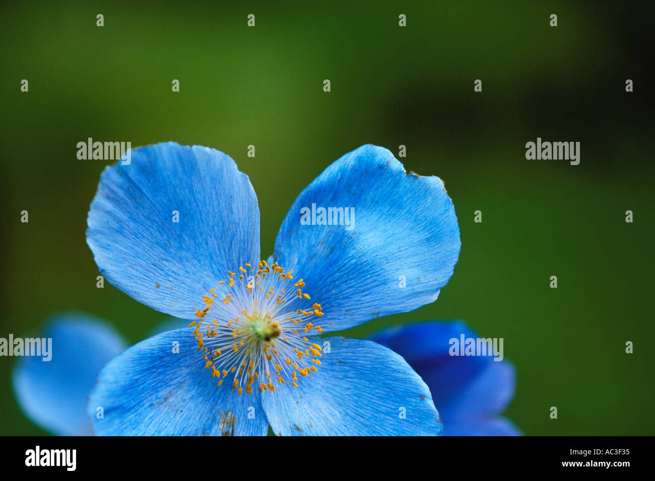 Tibetan poppy hi-res stock photography and images - Alamy