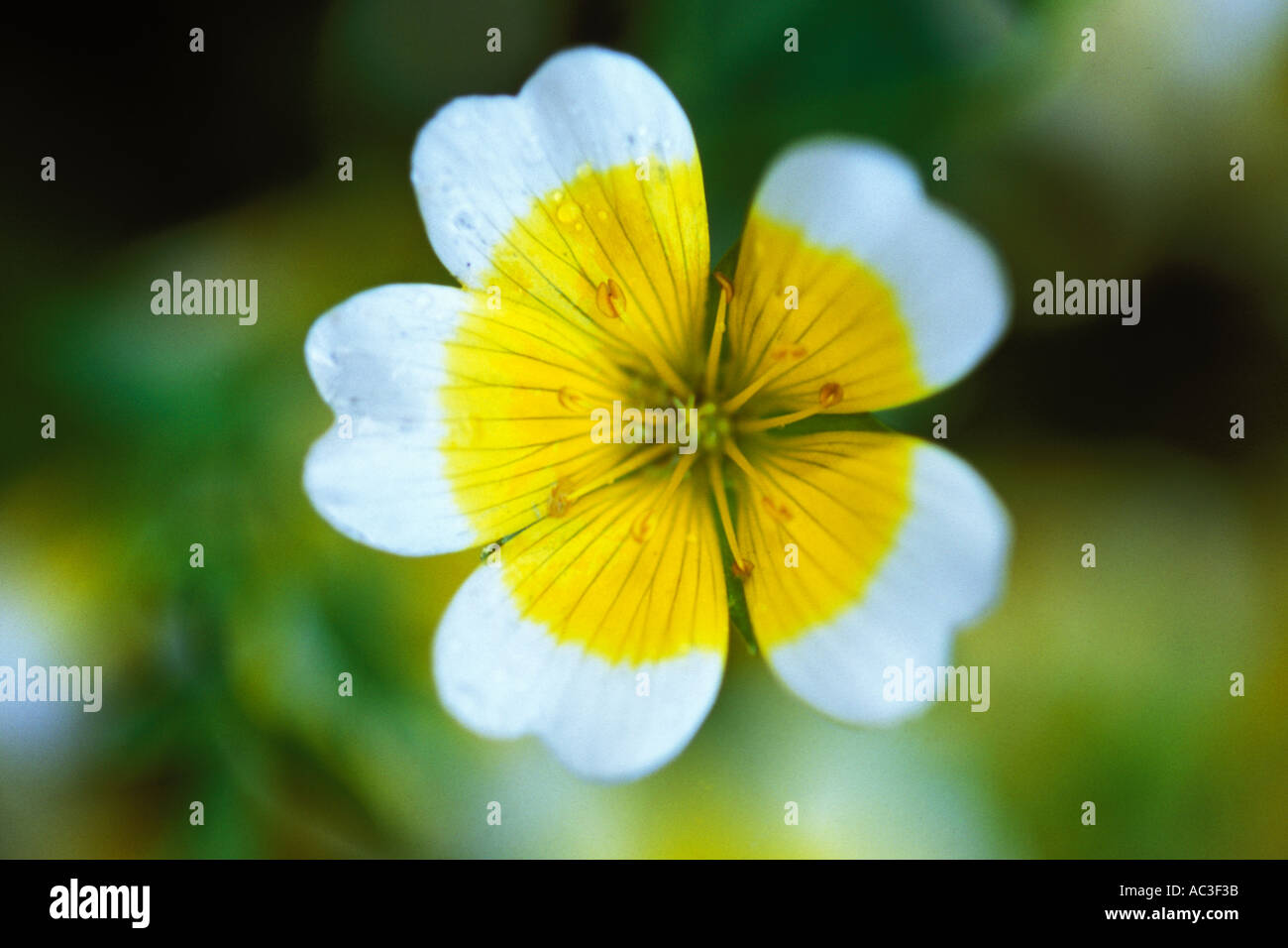 England, Chelsea Flower Show, Poached egg plant, limnanthus douglasii ...