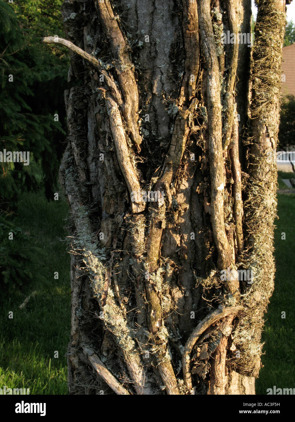 Vines on trunk hi-res stock photography and images - Alamy