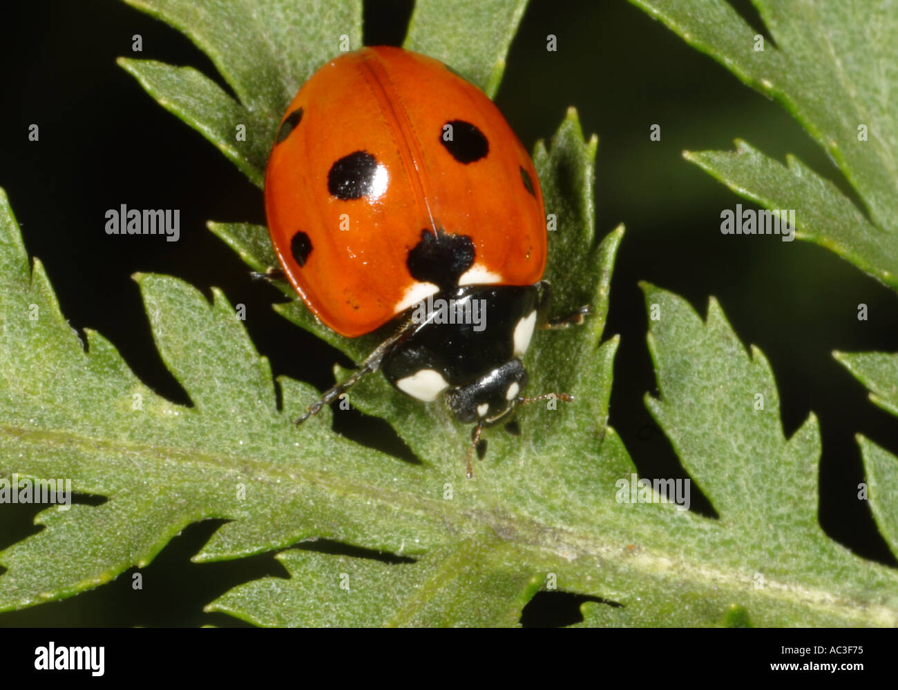 Ladybird british isles hi-res stock photography and images - Alamy