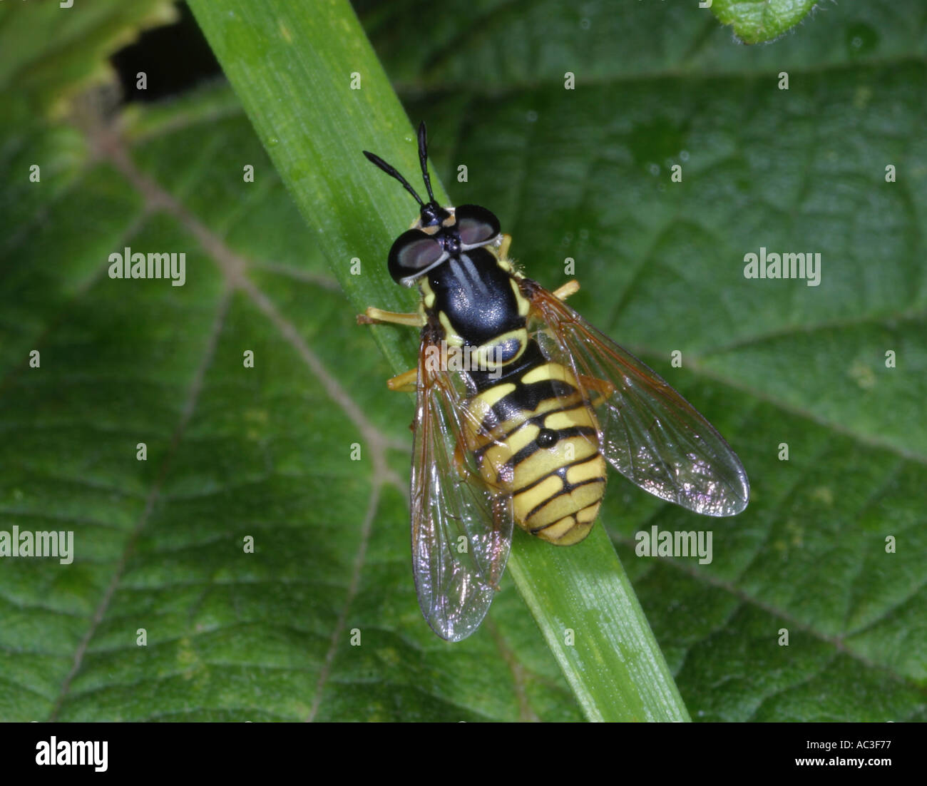 Black soldier fly insect hi-res stock photography and images - Alamy