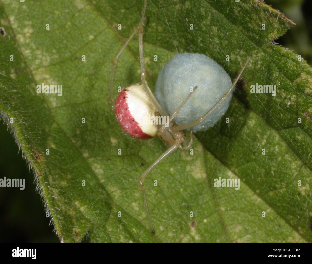 Spider with egg case hi-res stock photography and images - Alamy