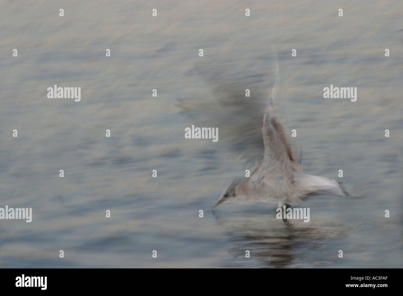 Seagull diving into sea hi-res stock photography and images - Alamy