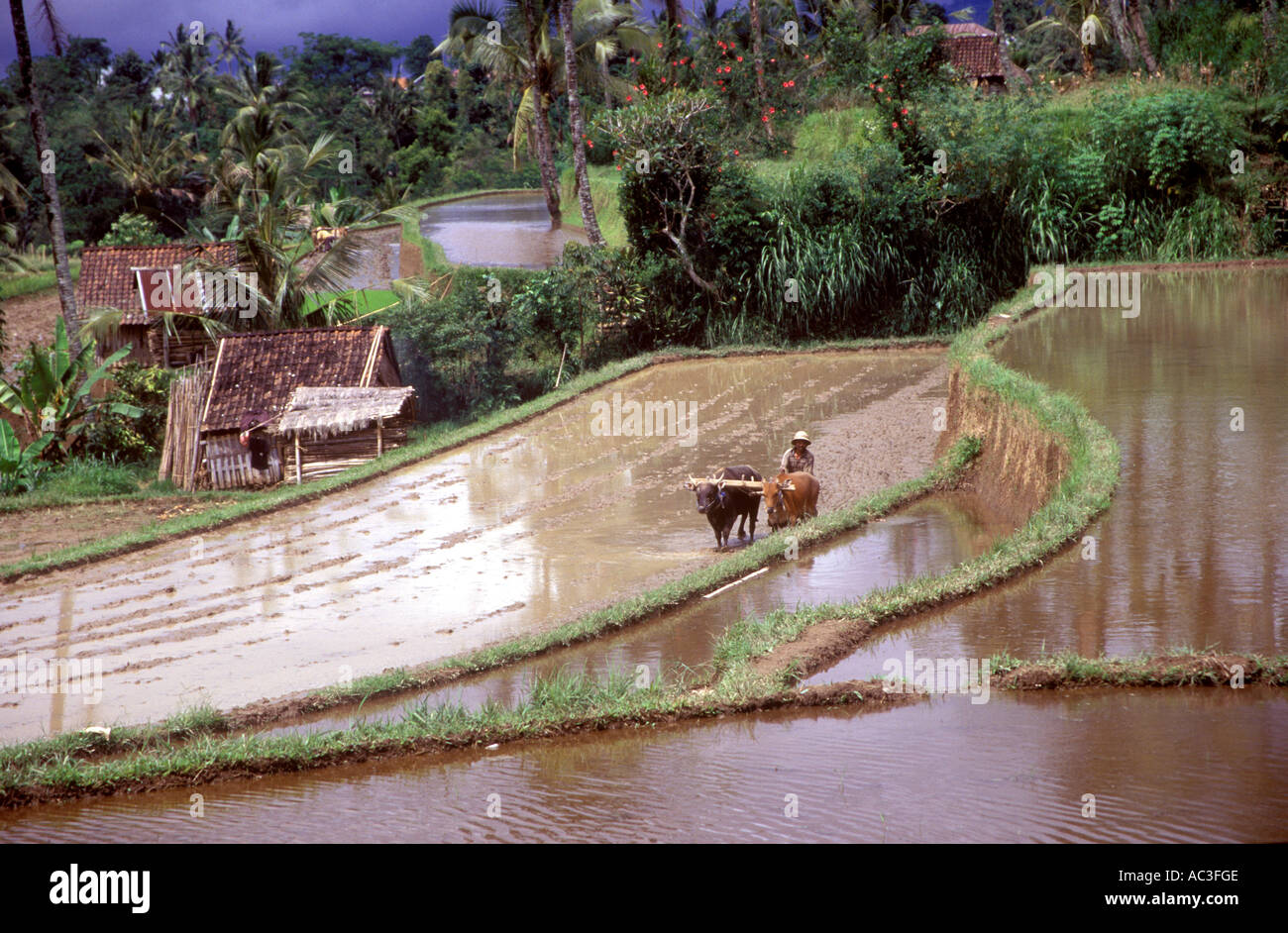 Bali, Cultivating rice terraces Stock Photo - Alamy