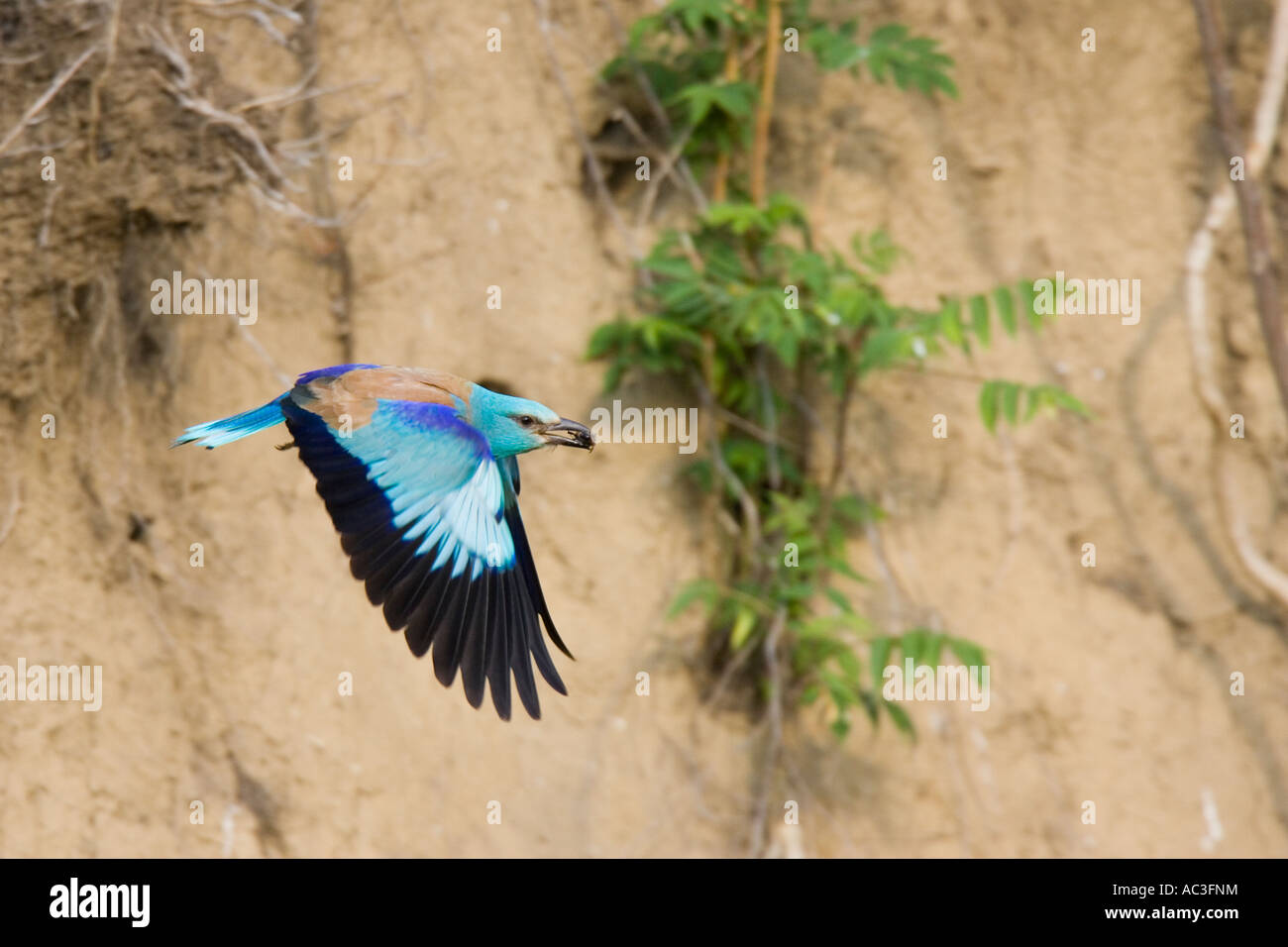 European Roller in flight carrying beetle to nest Stock Photo - Alamy