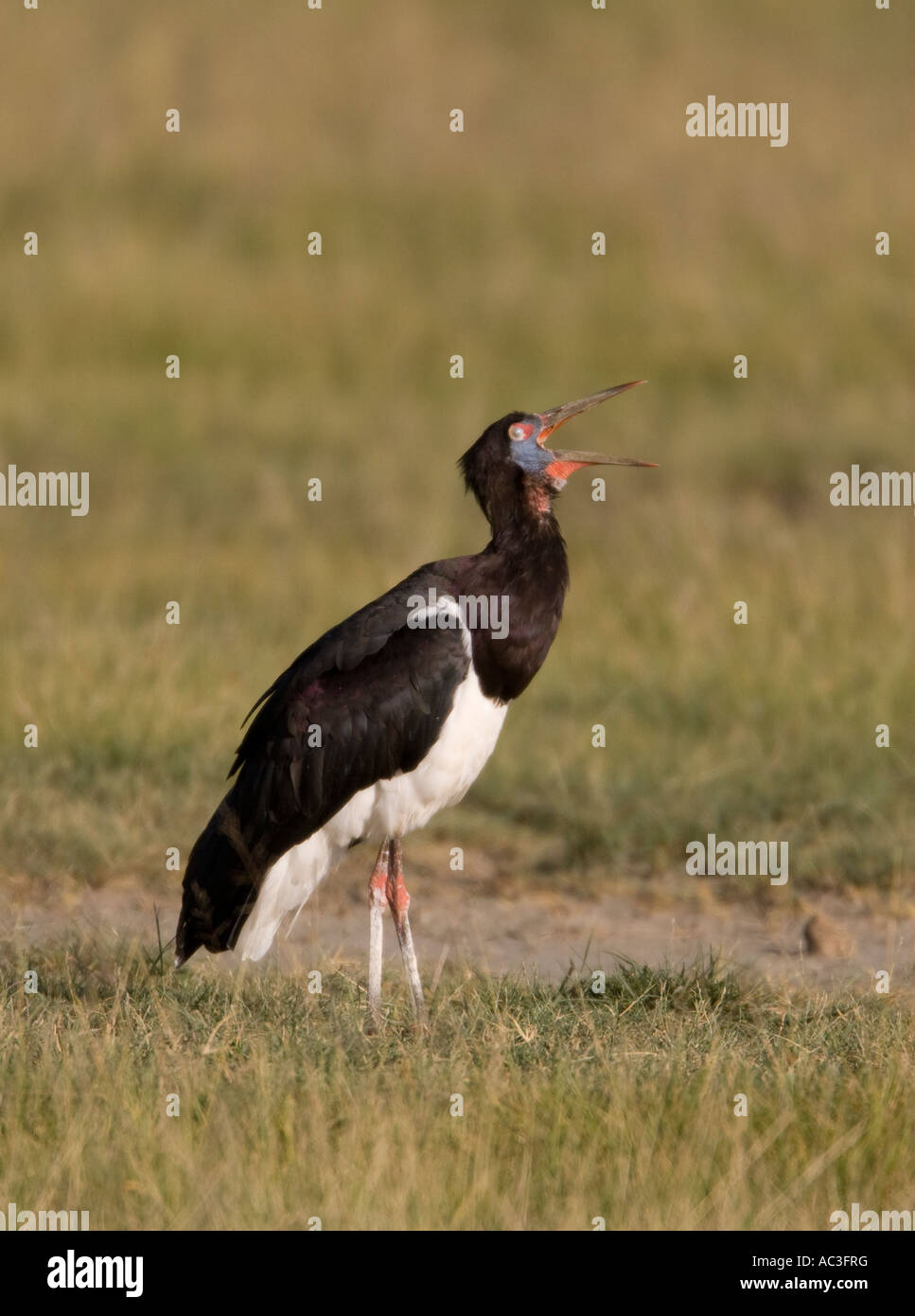 Abdim's Stork Yawning Stock Photo - Alamy