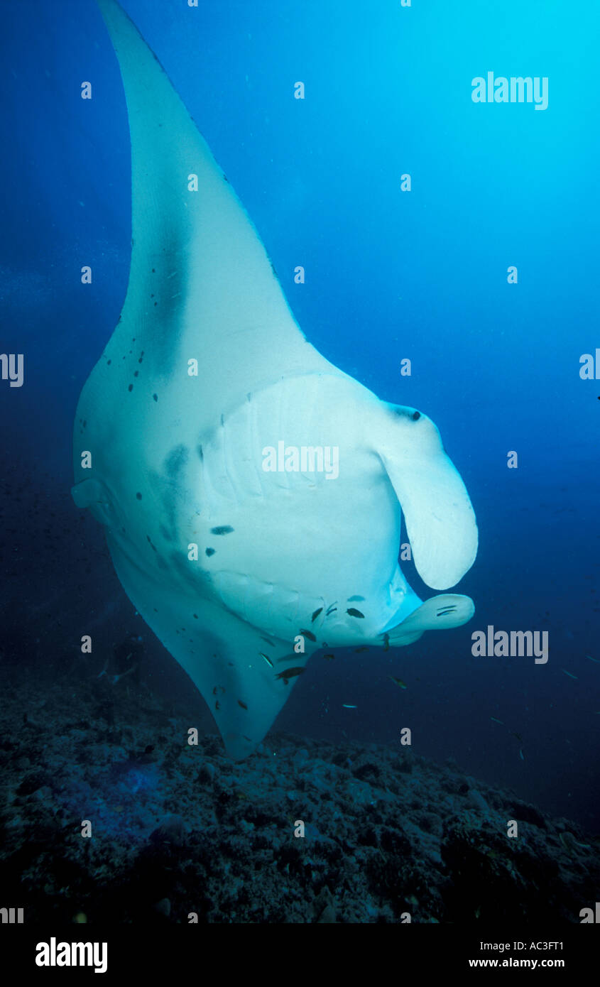 Giant Manta Ray Manta birostris underside view showing gills Rep of ...