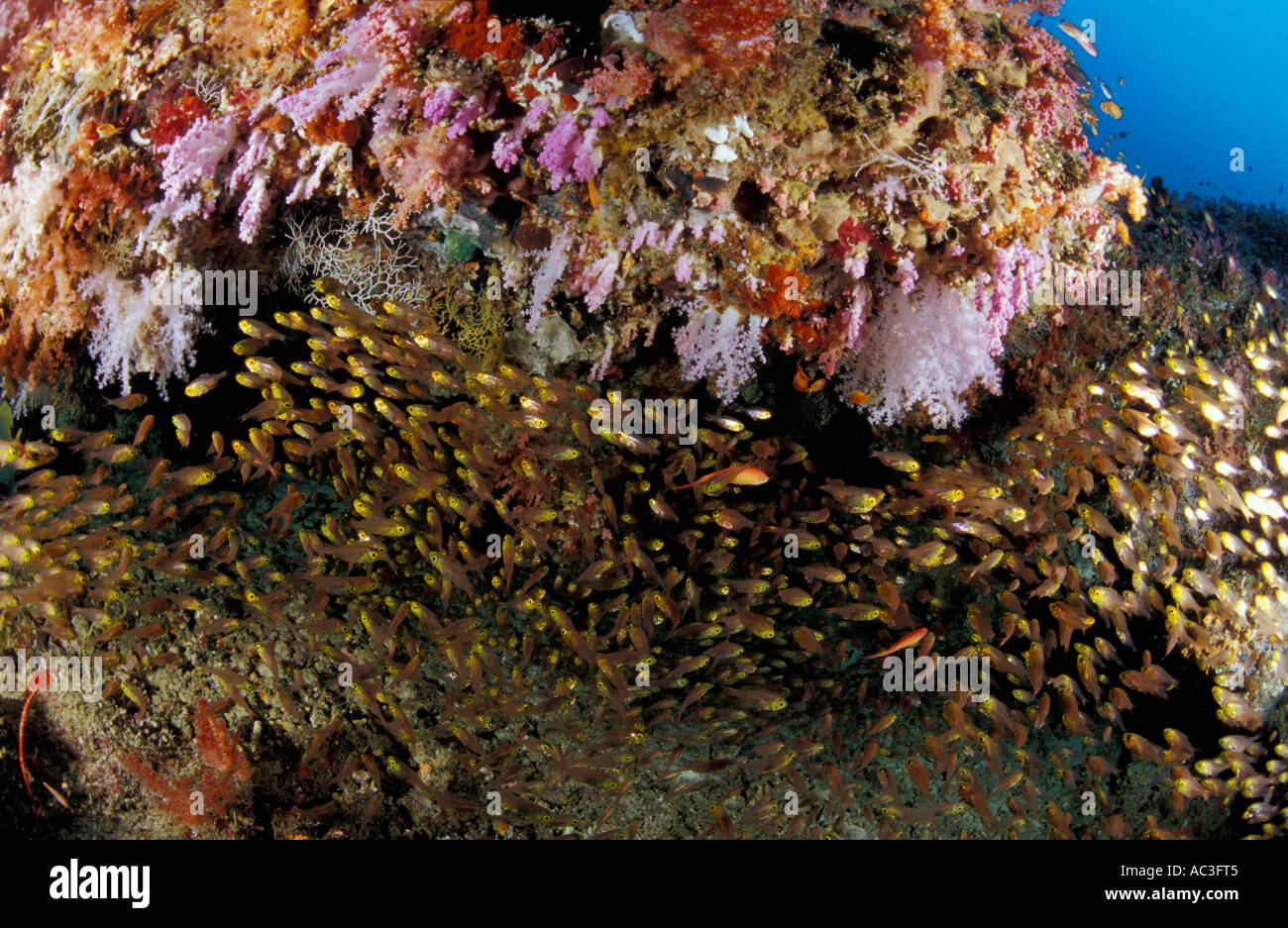 Yellow sweeper Parapriacanthus ransonneti against coral reef Rep of ...