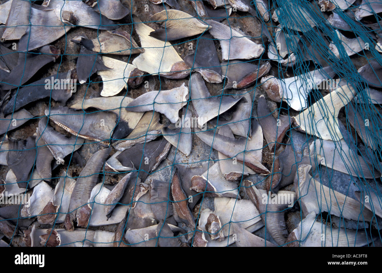 Endangered sharks Multiple shark fins drying on corrugated metal sheet ...