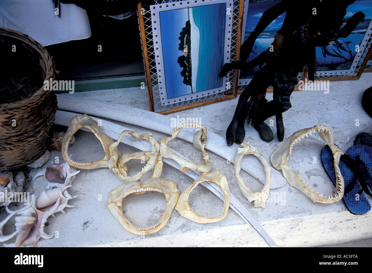 Shark skeleton hi-res stock photography and images - Alamy