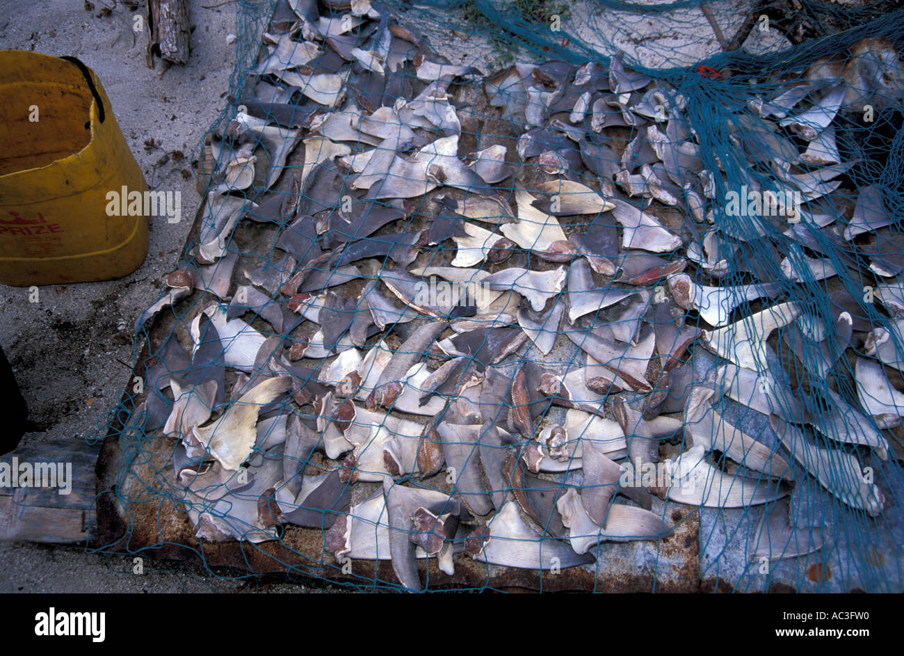 Endangered sharks Multiple shark fins drying on corrugated metal sheet ...
