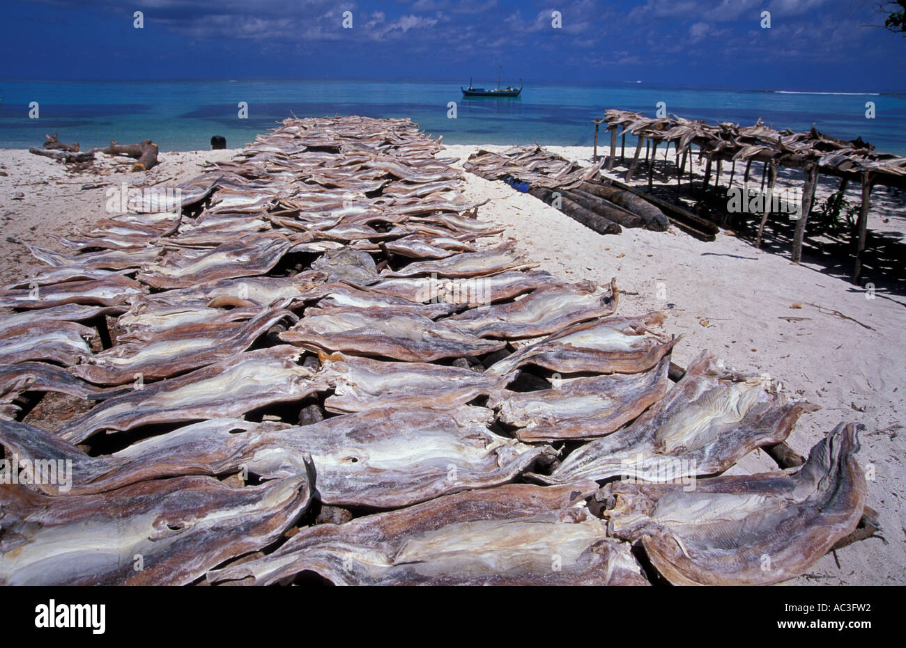 Endangered sharks Multiple shark fins drying on corrugated metal sheet ...