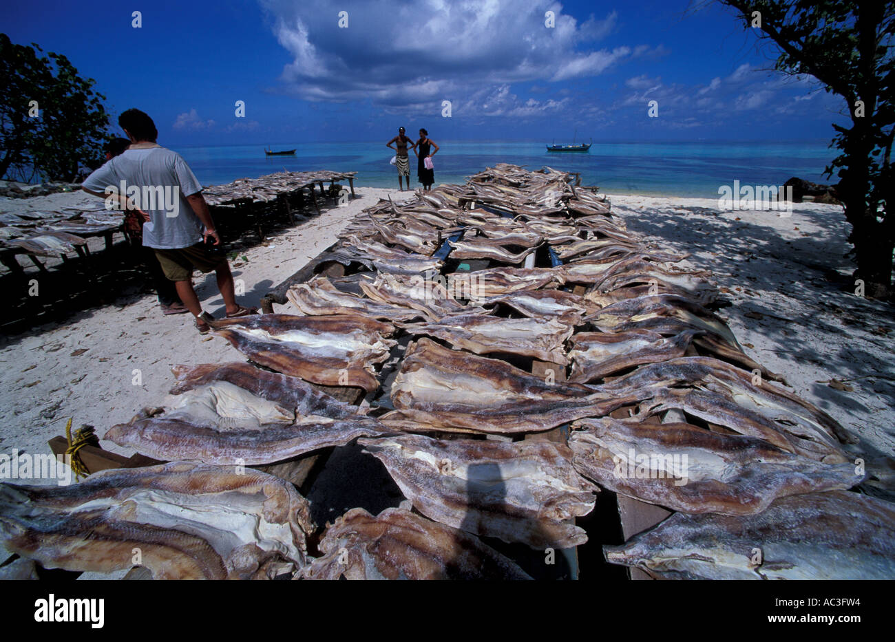 Shark fins drying hi-res stock photography and images - Alamy