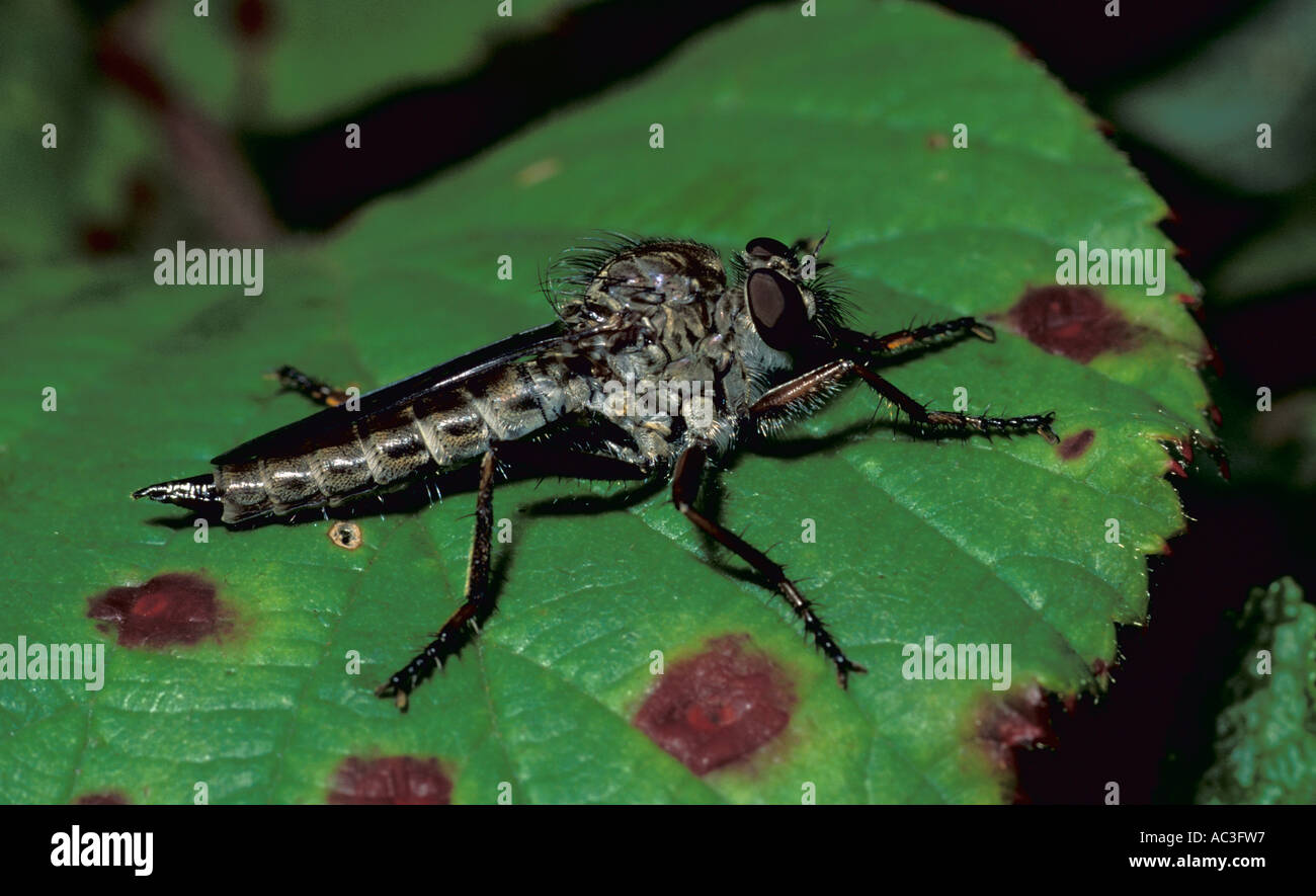 Downland Robber fly Machimus rusticus Female United Kingdom Stock Photo ...
