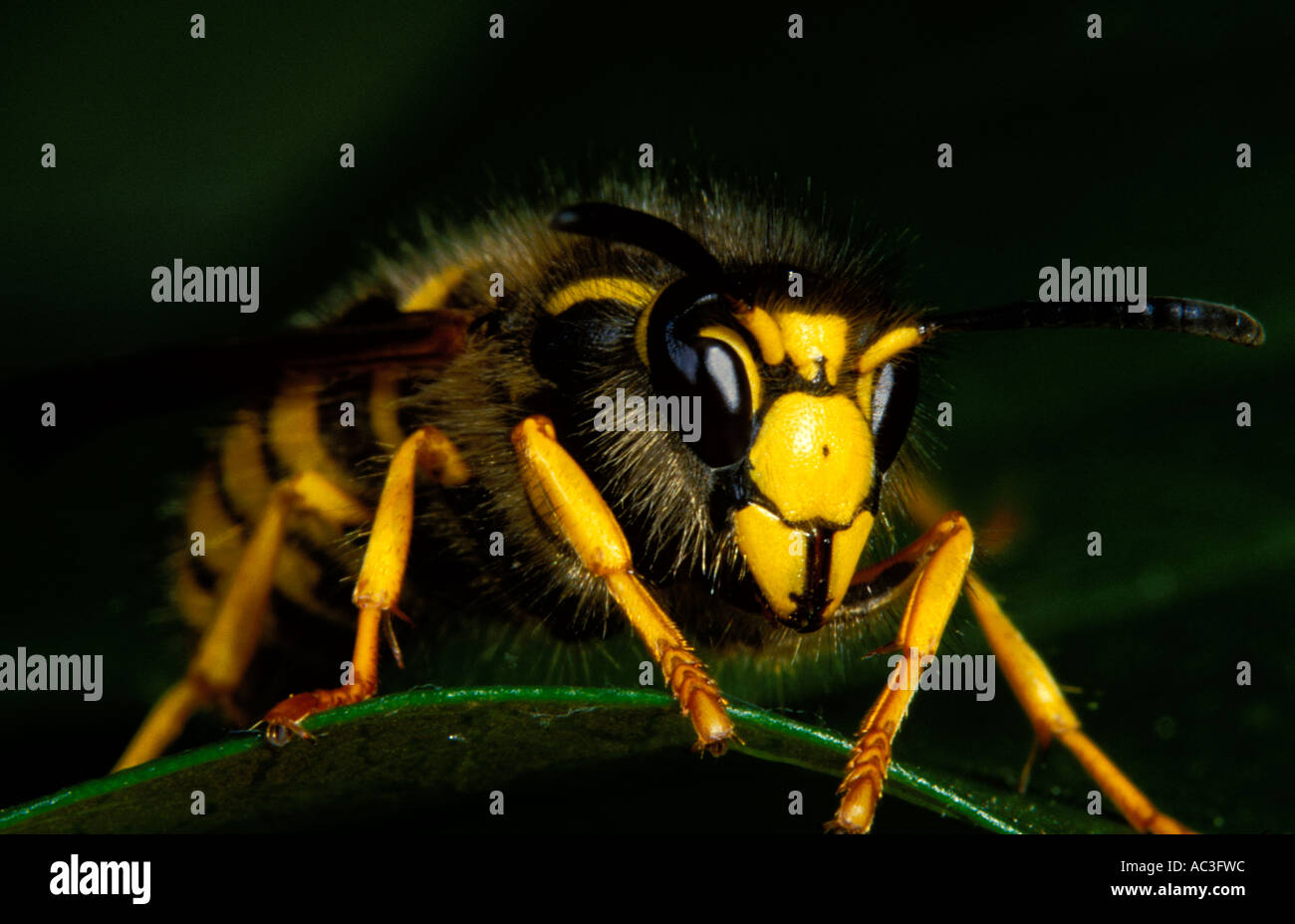 Wask hi-res stock photography and images - Alamy