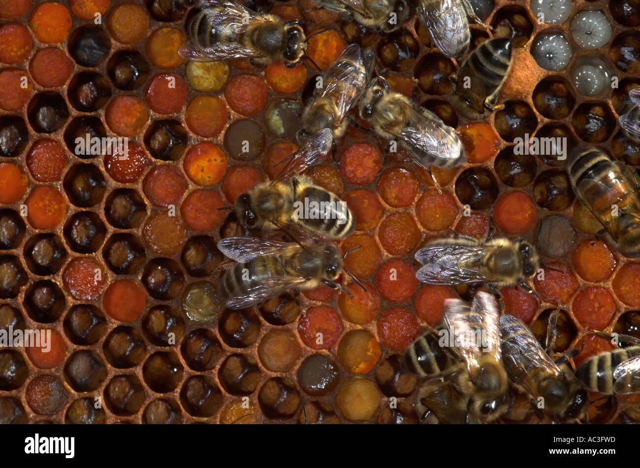 Honey Bee Apis mellifera inside hive showing workers with stored pollen ...