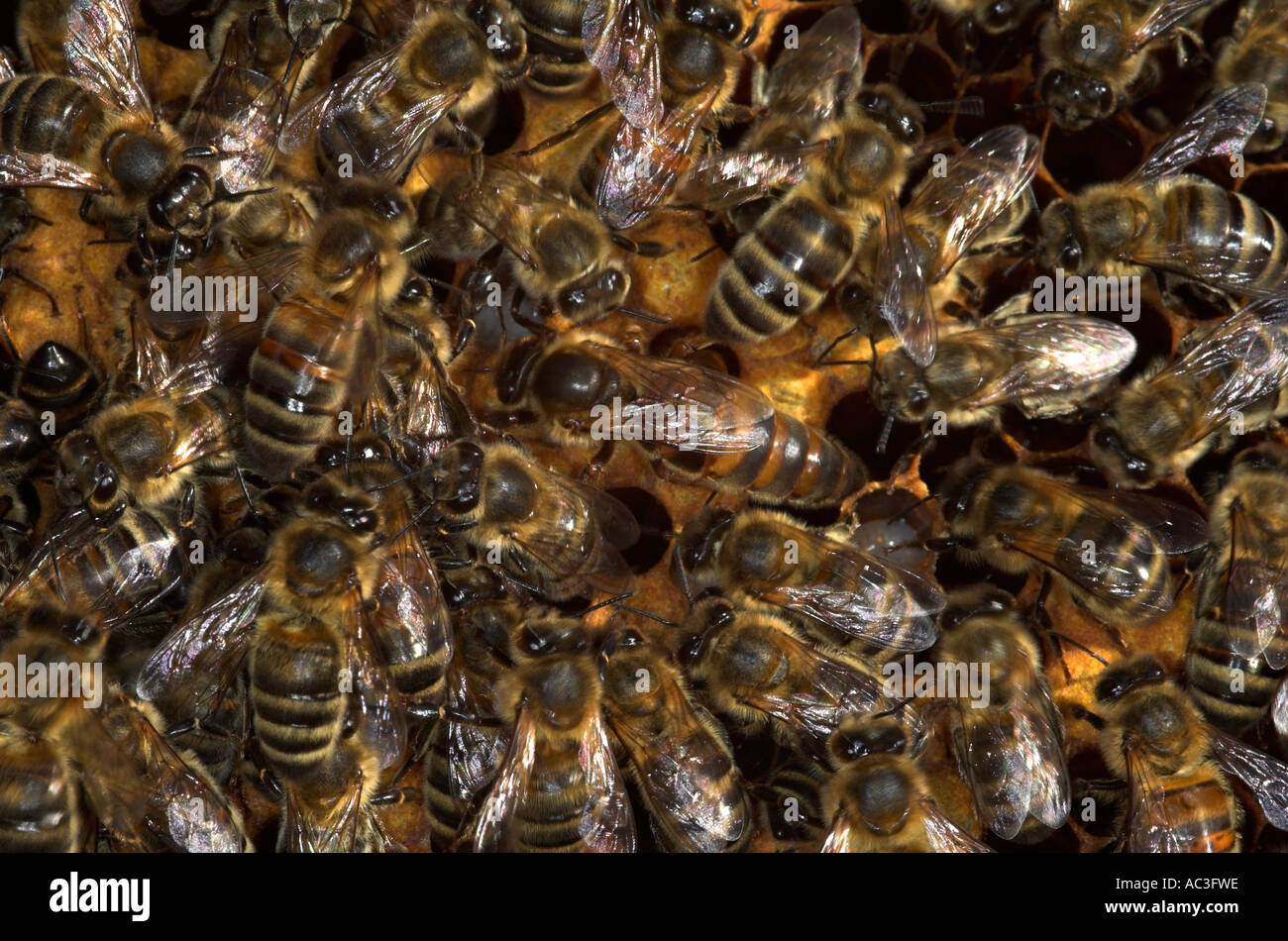Hive Showing Queen And Workers High Resolution Stock Photography and ...