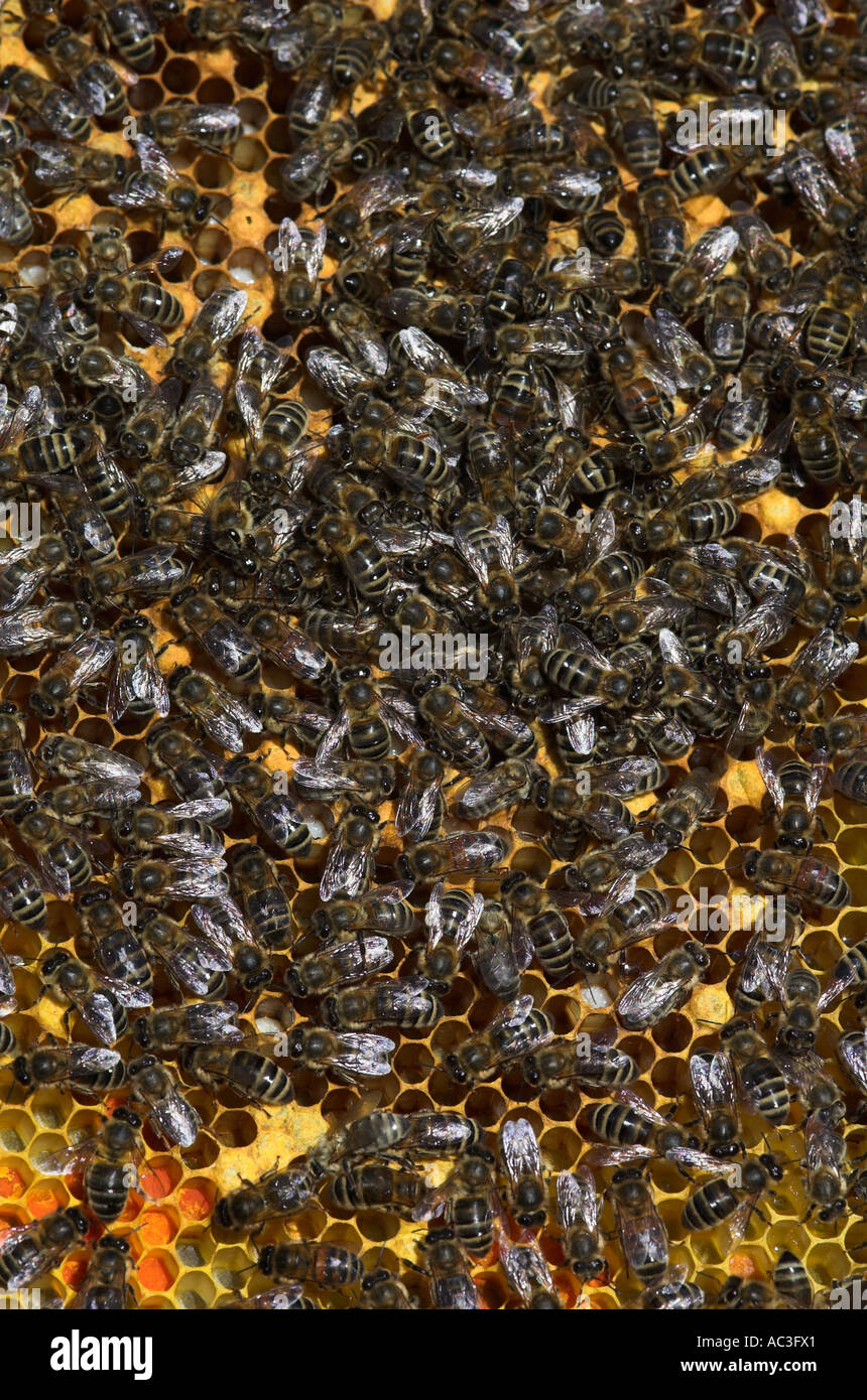 Honey Bee Apis mellifera inside hive showing swarm of workers tending ...
