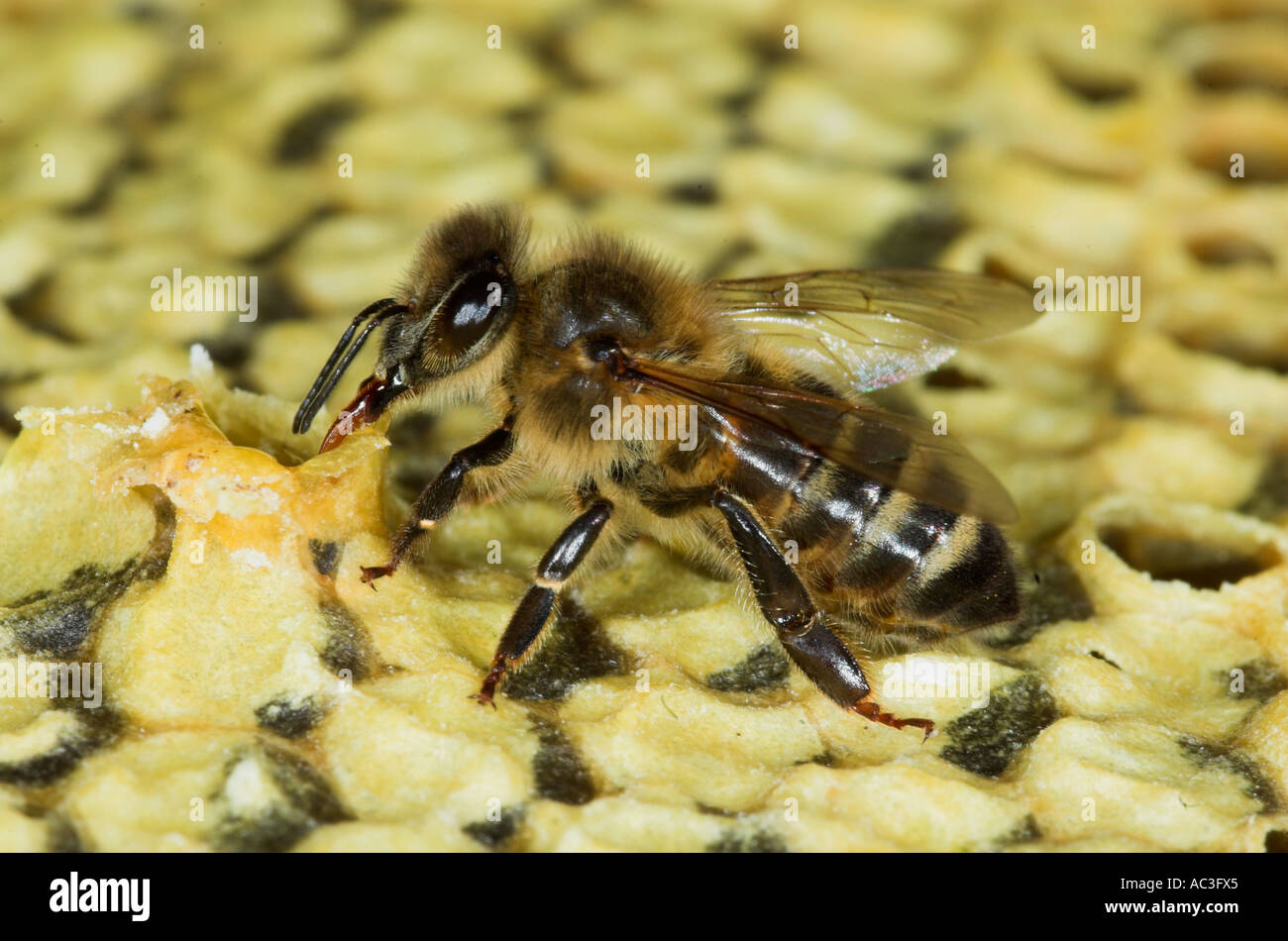 Honey Bee Apis mellifera worker inside hive repairing broken comb close ...