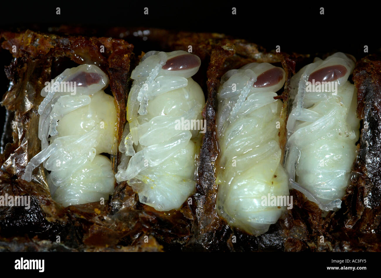 Honey Bee Apis mellifera inside hive showing pupae in brood cells ...