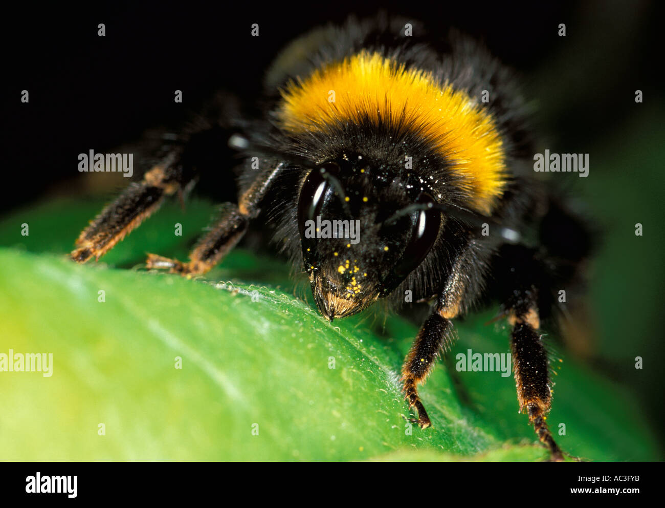 Bumble Bee Bombus species showing face covered in pollen United Kingdom ...