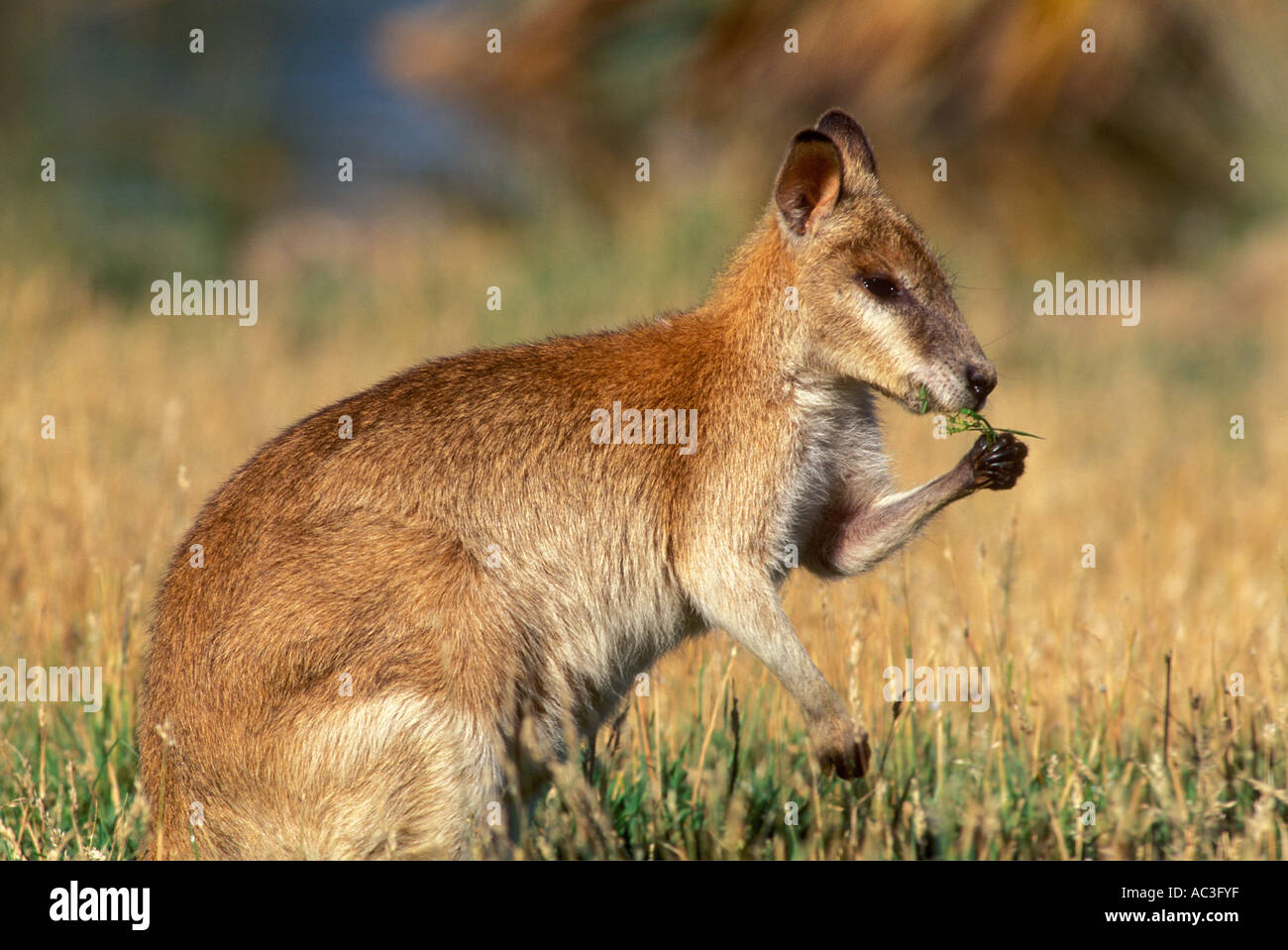 Agile Wallaby Macropus agilis Photographed in Northern Territory ...