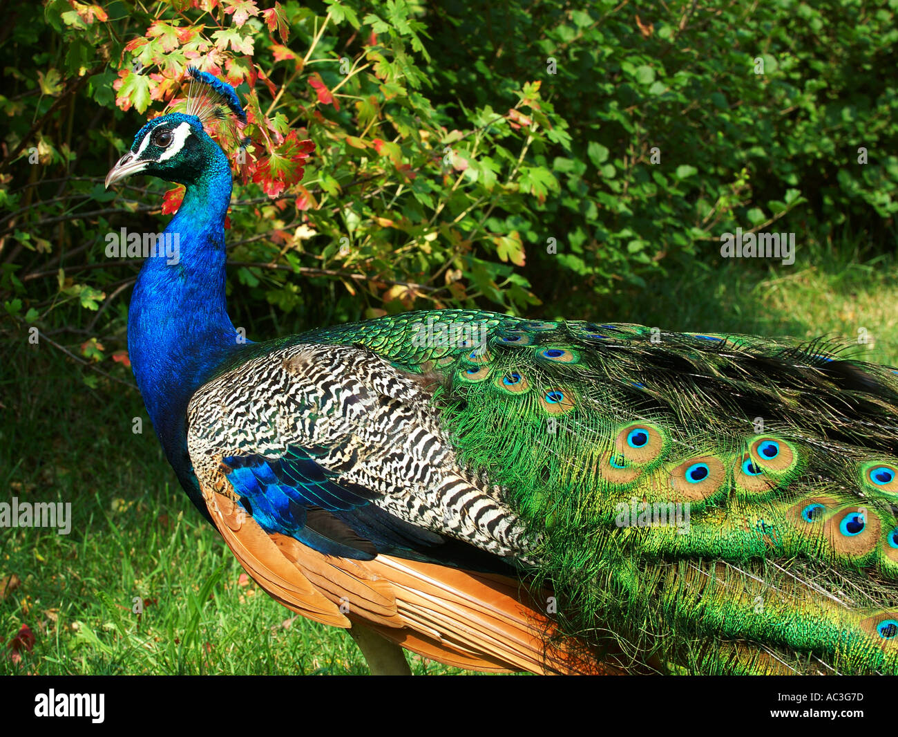 Fancy peacock hi-res stock photography and images - Alamy
