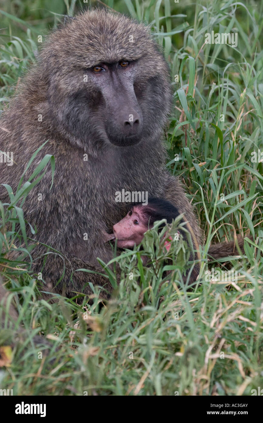 Baboon Nursing Baby Stock Photo - Alamy
