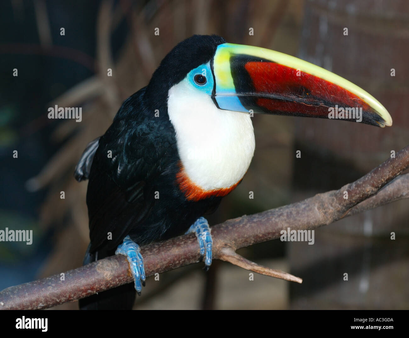 Red billed toucan ramphastos tucanus hi-res stock photography and ...