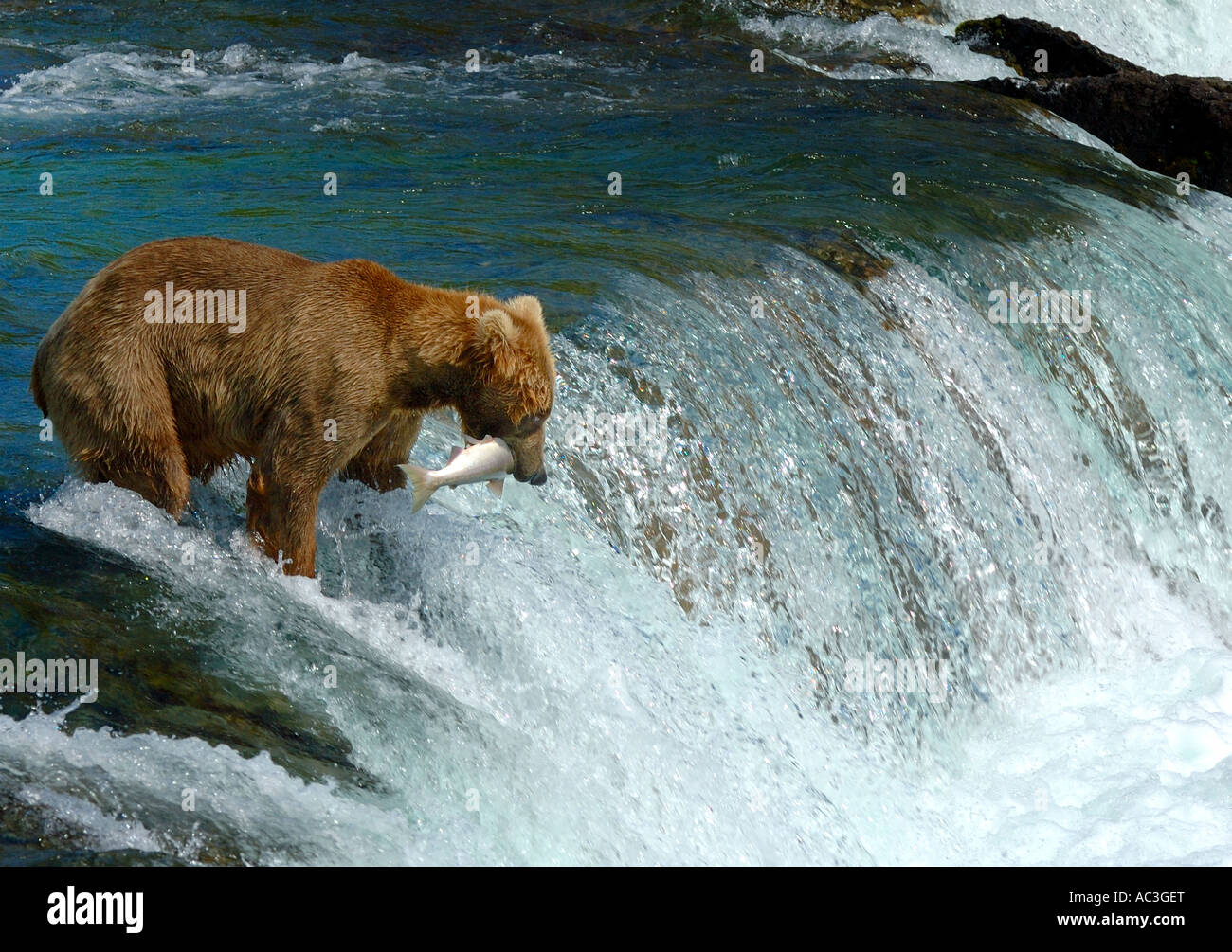 Bear katmai national park fisherman hi-res stock photography and images ...